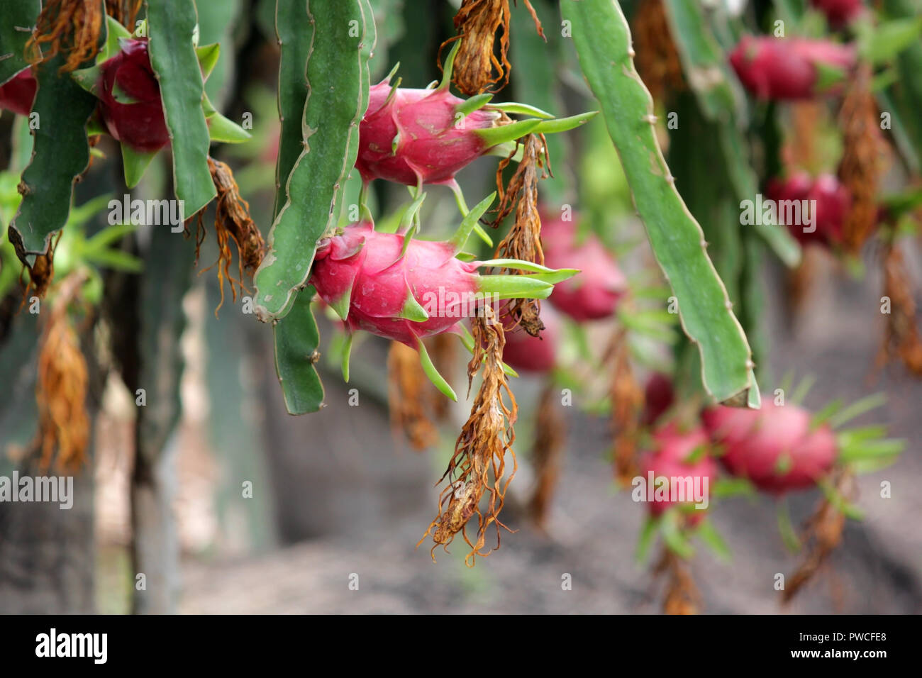 Dragon fruit on tree hi-res stock photography and images - Alamy