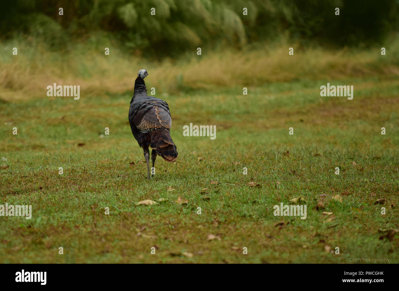 Turkey meleagris flock galliformes hi-res stock photography and images ...