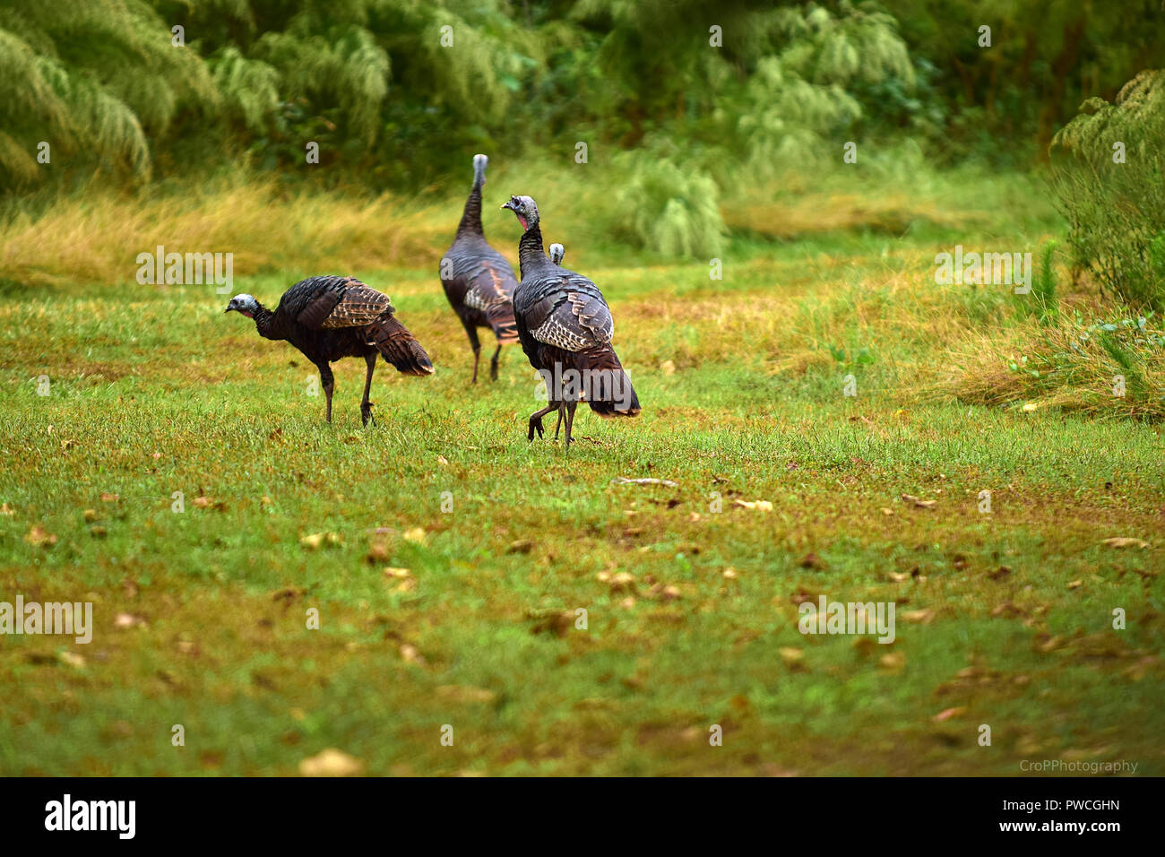 Turkey meleagris flock galliformes hi-res stock photography and images ...