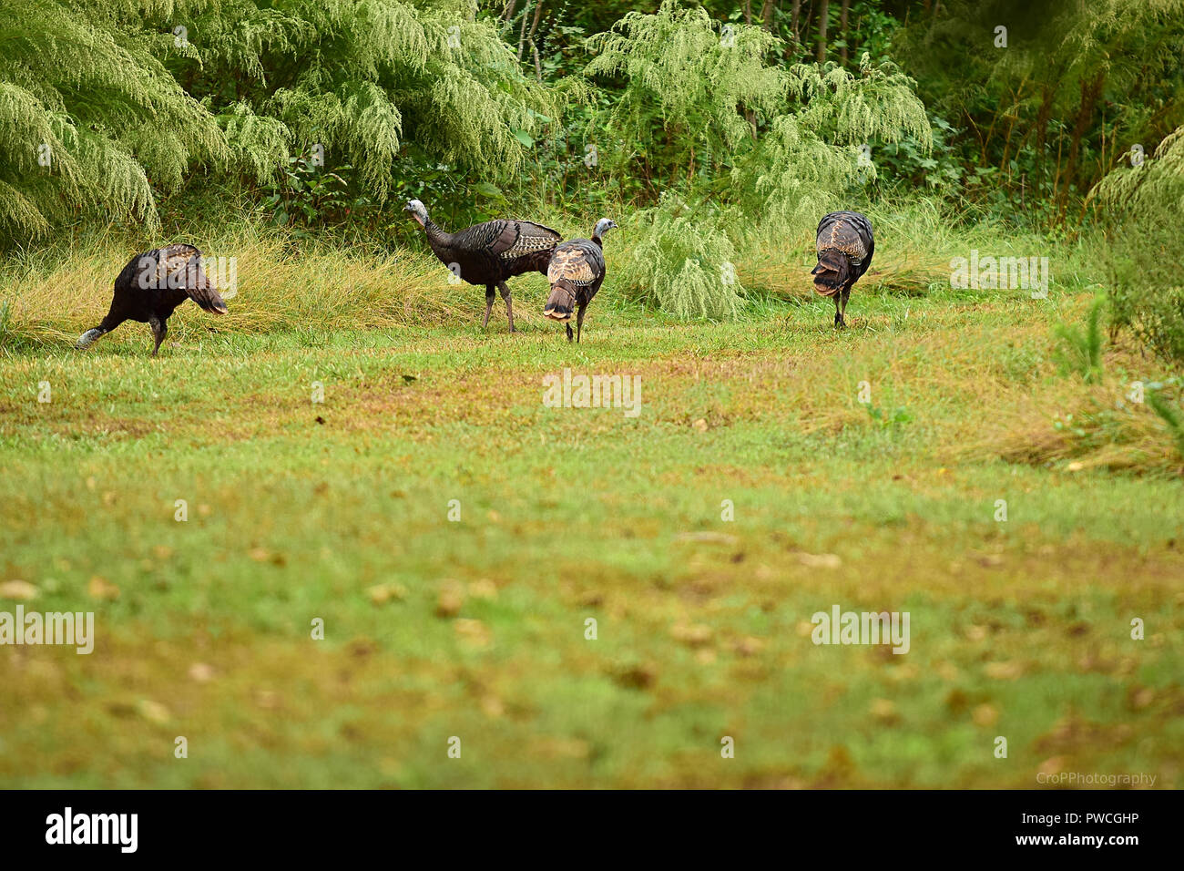 Flock of female wild Turkeys in yard Stock Photo - Alamy