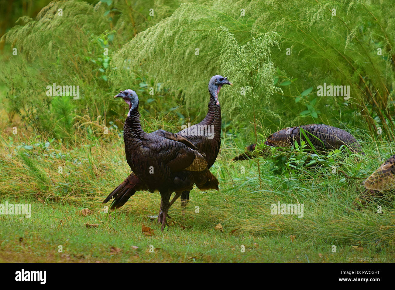 Turkey meleagris flock galliformes hi-res stock photography and images ...