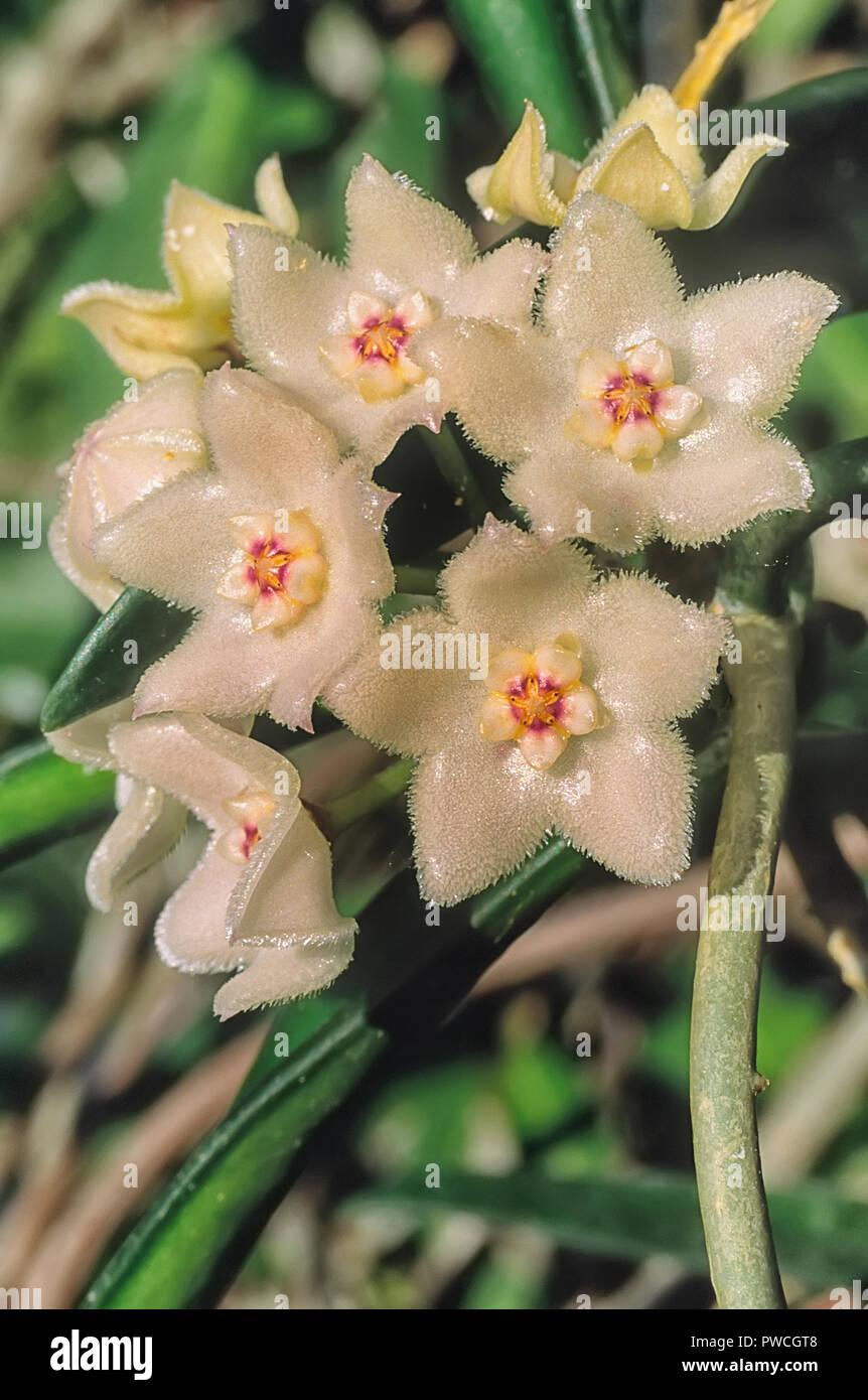 Hoya longifolia var shepherdii, Asclepiadaceae, inflorescence, vine ...