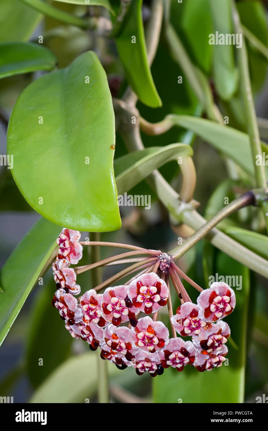 Hoya meliflua, Asclepiadaceae, leaves and inflorescence, vine, ornamental plant Stock Photo - Alamy