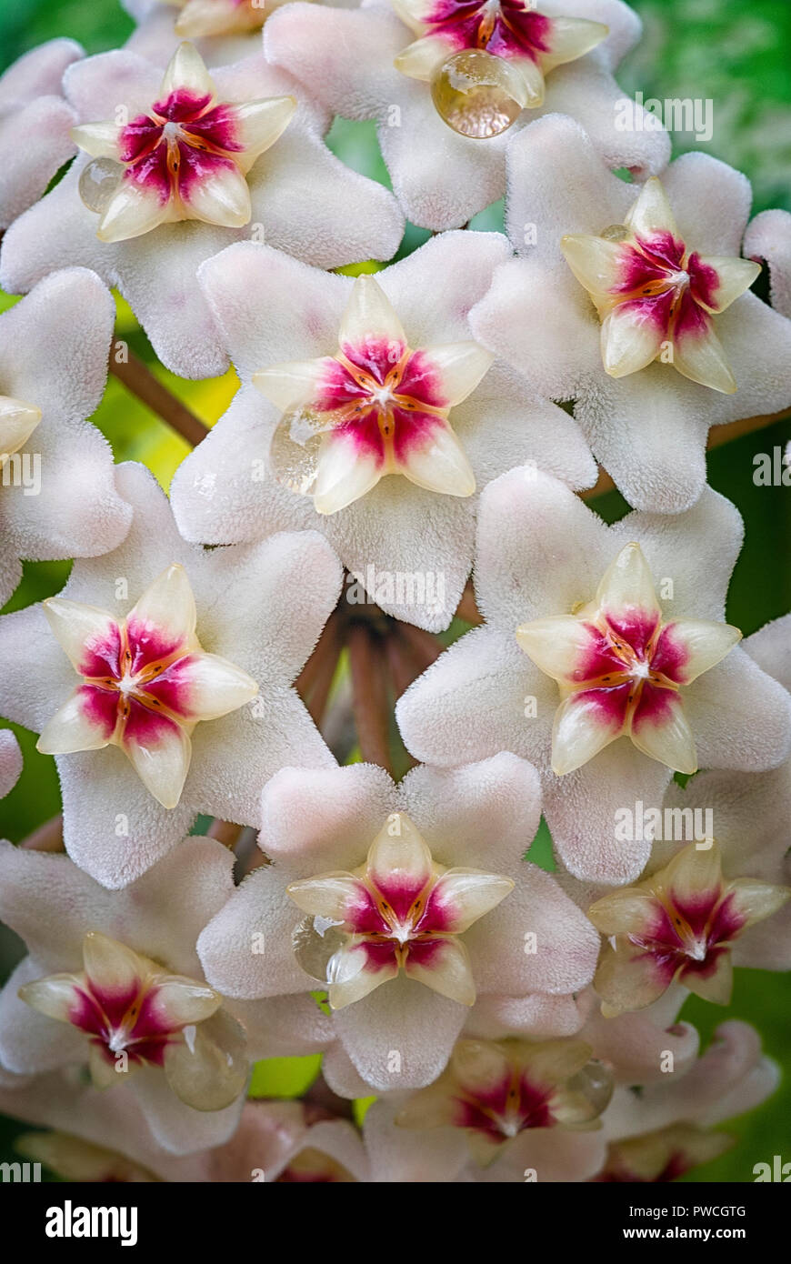Hoya carnosa, porcelainflower or wax plant, Asclepiadaceae, leaves and ...