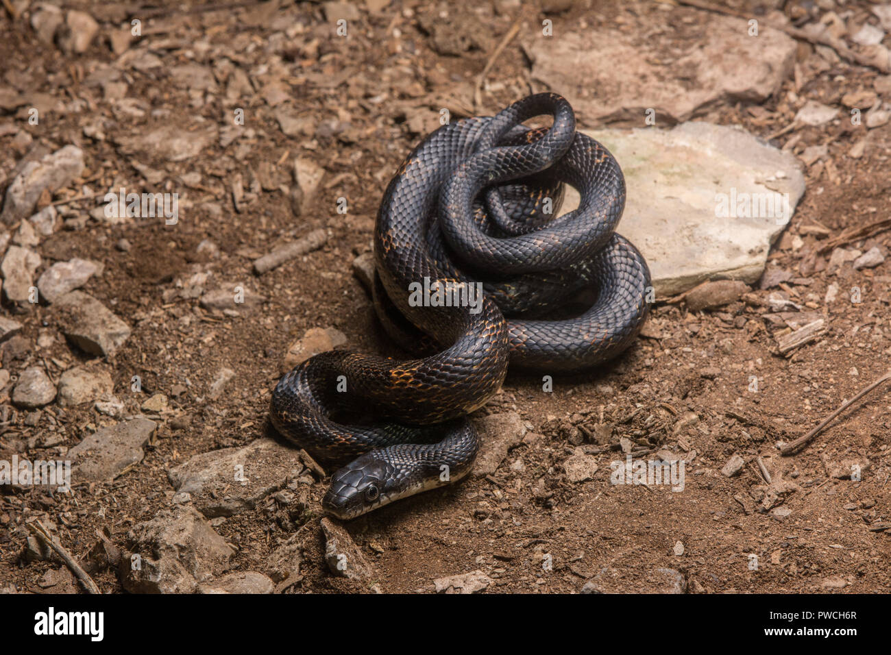 Gray Ratsnake (Pantherophis spiloides) from Union County, Illinois, USA ...