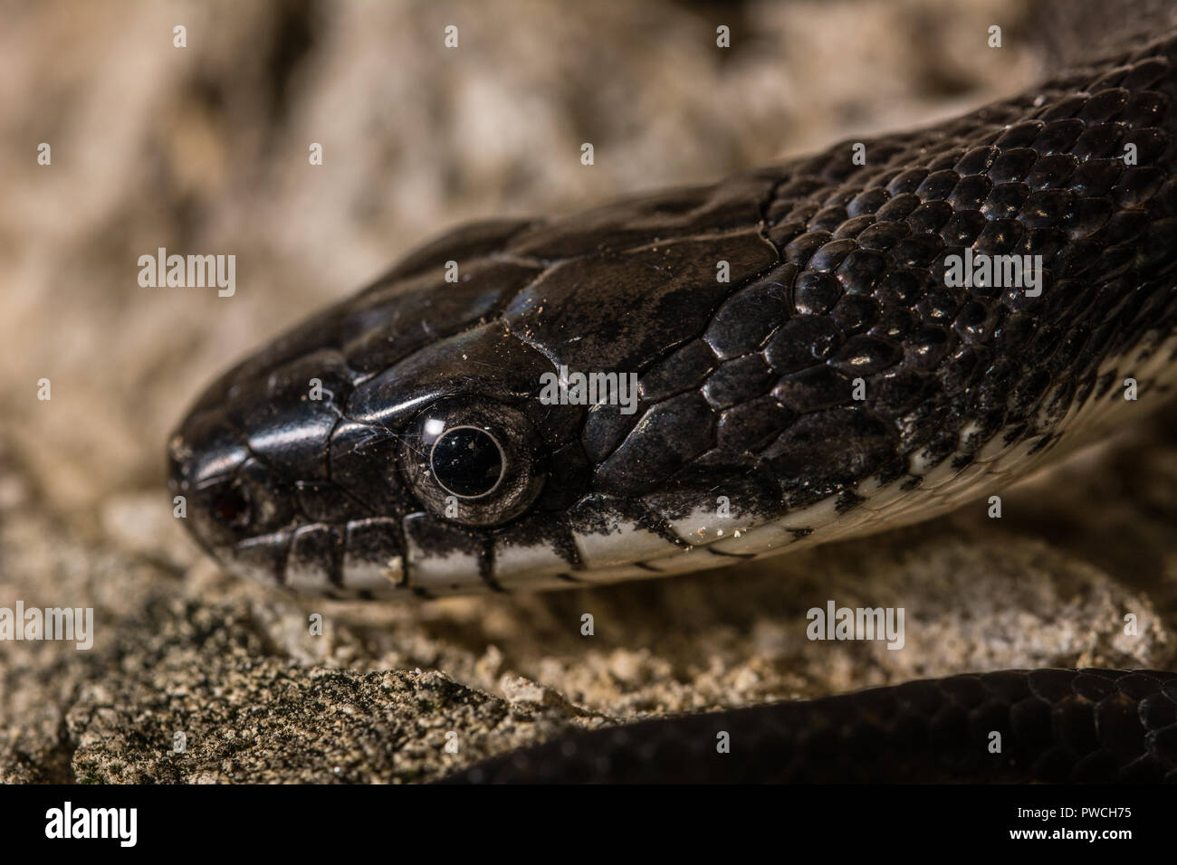 Gray Ratsnake (Pantherophis spiloides) from Union County, Illinois, USA ...