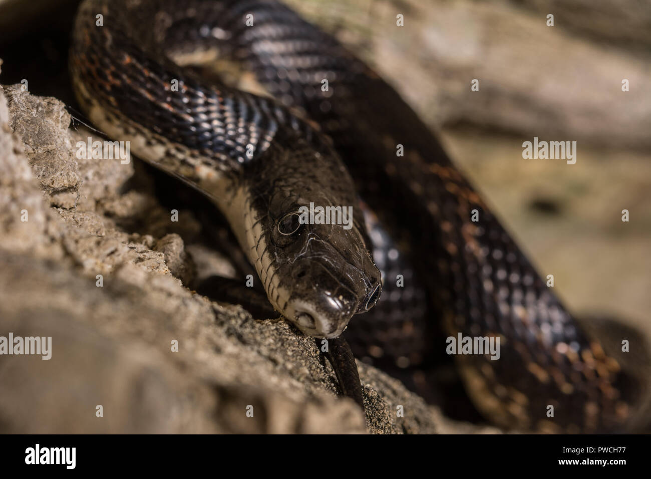 Gray Ratsnake (Pantherophis spiloides) from Union County, Illinois, USA ...