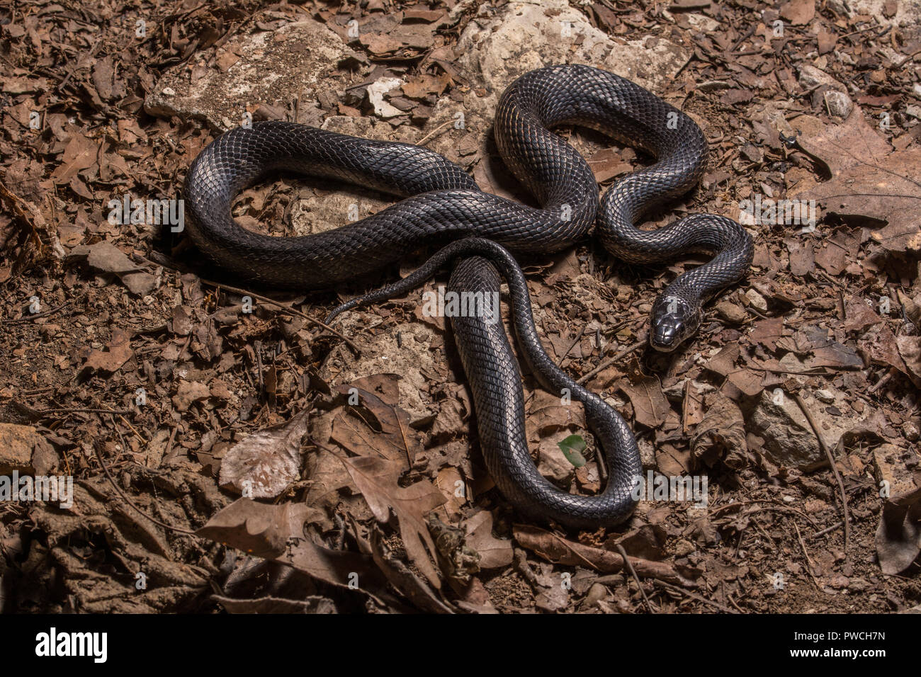 Gray Ratsnake (Pantherophis spiloides) from Union County, Illinois, USA ...
