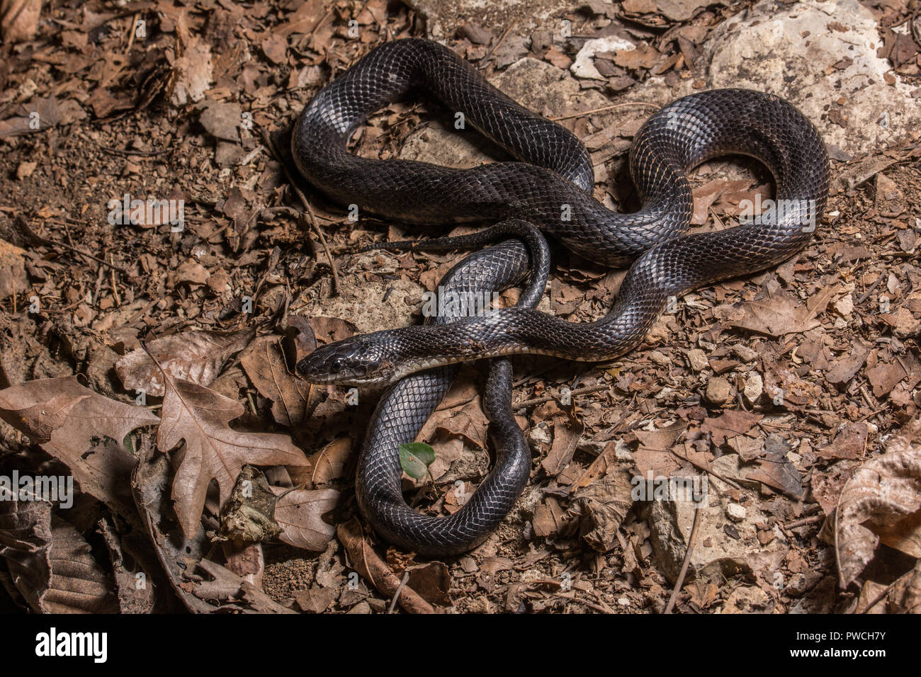 Gray Ratsnake (Pantherophis spiloides) from Union County, Illinois, USA ...