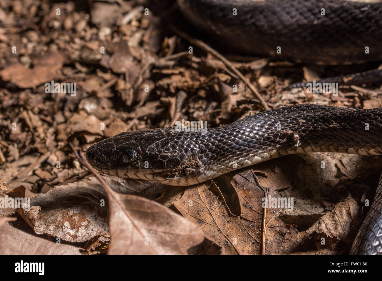 Gray Ratsnake (Pantherophis spiloides) from Union County, Illinois, USA ...