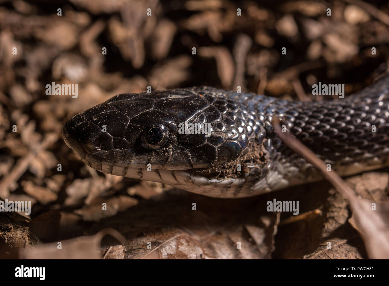 Gray Ratsnake (Pantherophis spiloides) from Union County, Illinois, USA ...