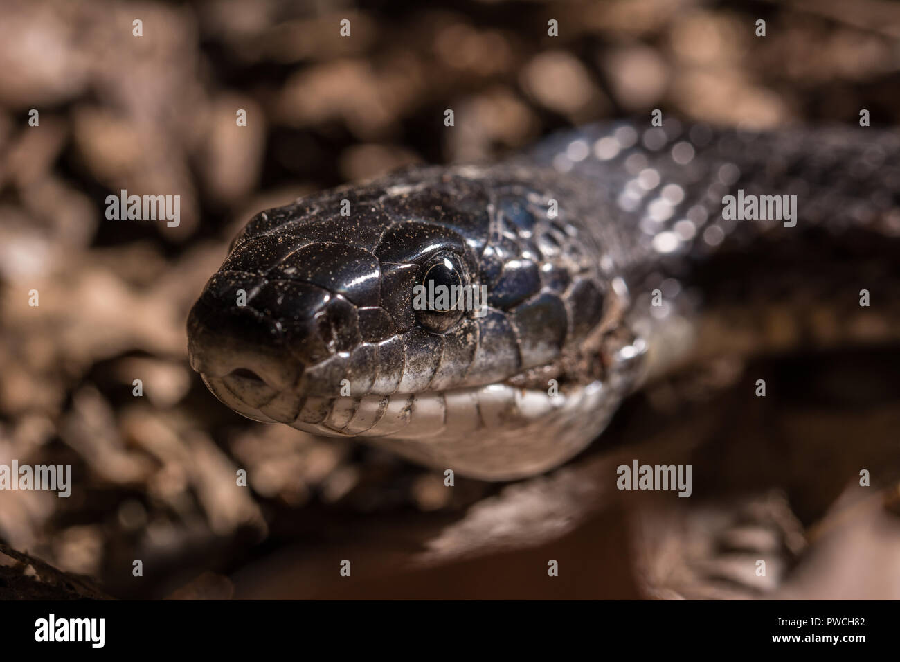 Gray Ratsnake (Pantherophis spiloides) from Union County, Illinois, USA ...