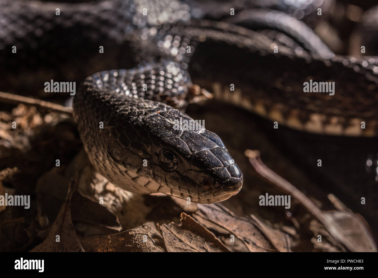 Gray Ratsnake (Pantherophis spiloides) from Union County, Illinois, USA ...