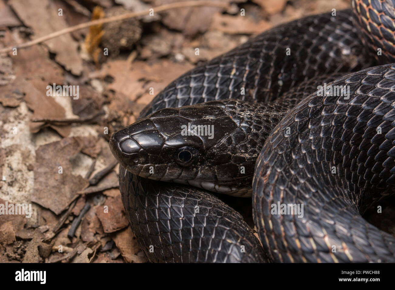 Gray Ratsnake (Pantherophis spiloides) from Union County, Illinois, USA ...