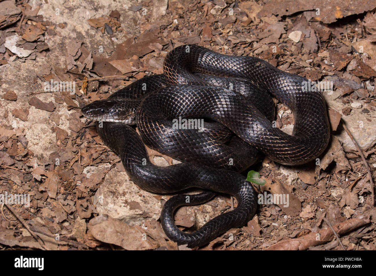 Gray Ratsnake (Pantherophis spiloides) from Union County, Illinois, USA ...