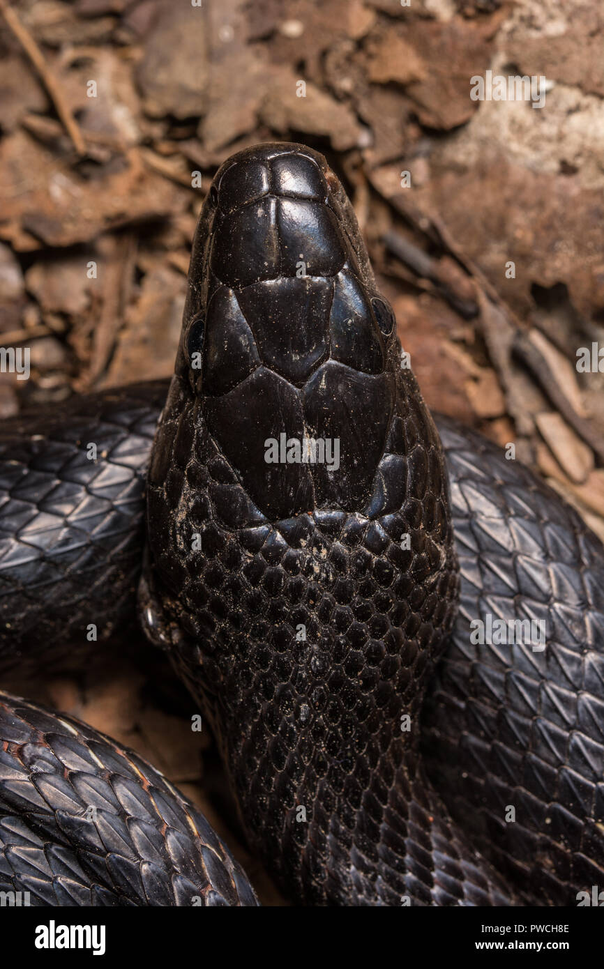 Gray Ratsnake (Pantherophis spiloides) from Union County, Illinois, USA ...