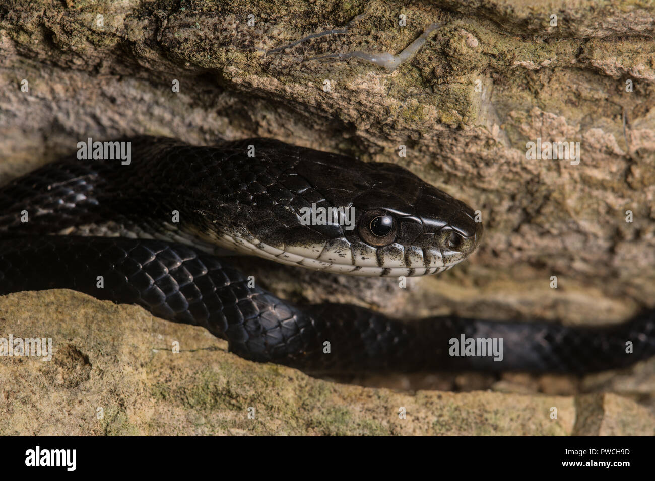Gray Ratsnake (Pantherophis spiloides) from Union County, Illinois, USA ...
