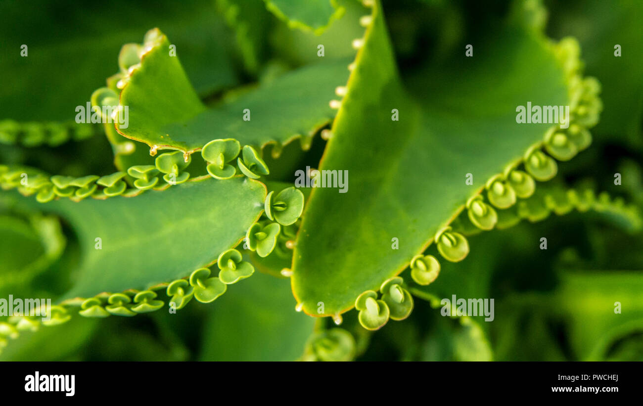 Plantlife hi-res stock photography and images - Alamy
