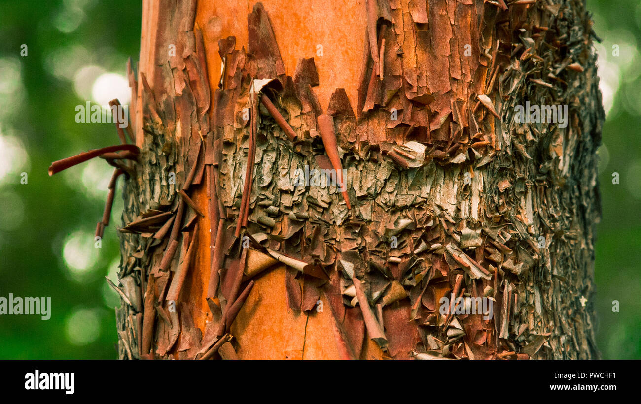 Strange trees hi-res stock photography and images - Alamy