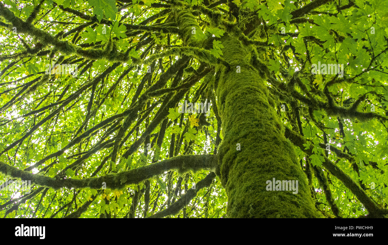 Background shot of a tree Stock Photo - Alamy
