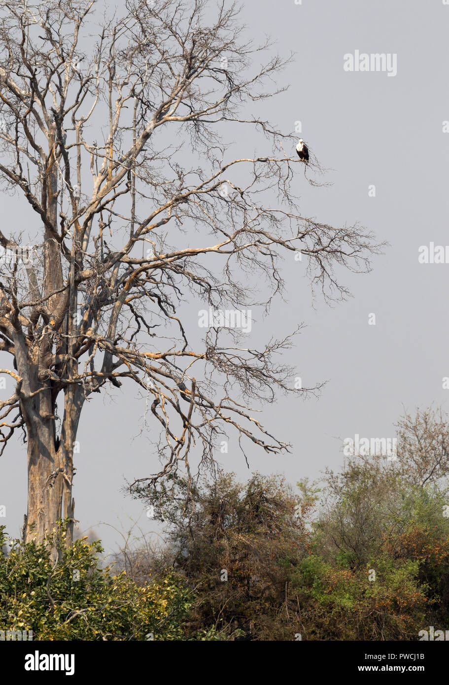 African fish eagle namibia hi-res stock photography and images - Alamy