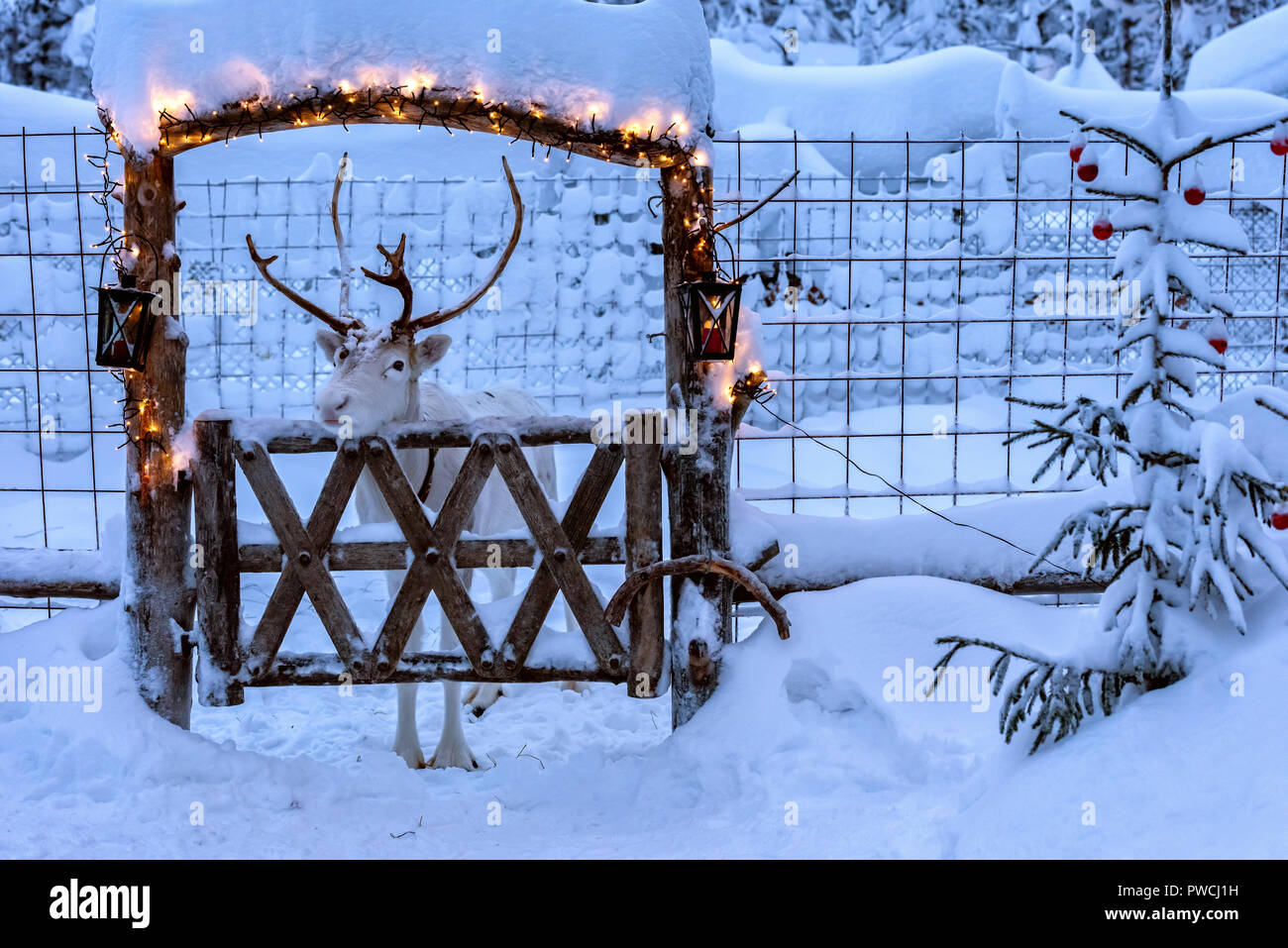 White reindeer with horns in deer enclosure in Lapland, Finland. Deep ...