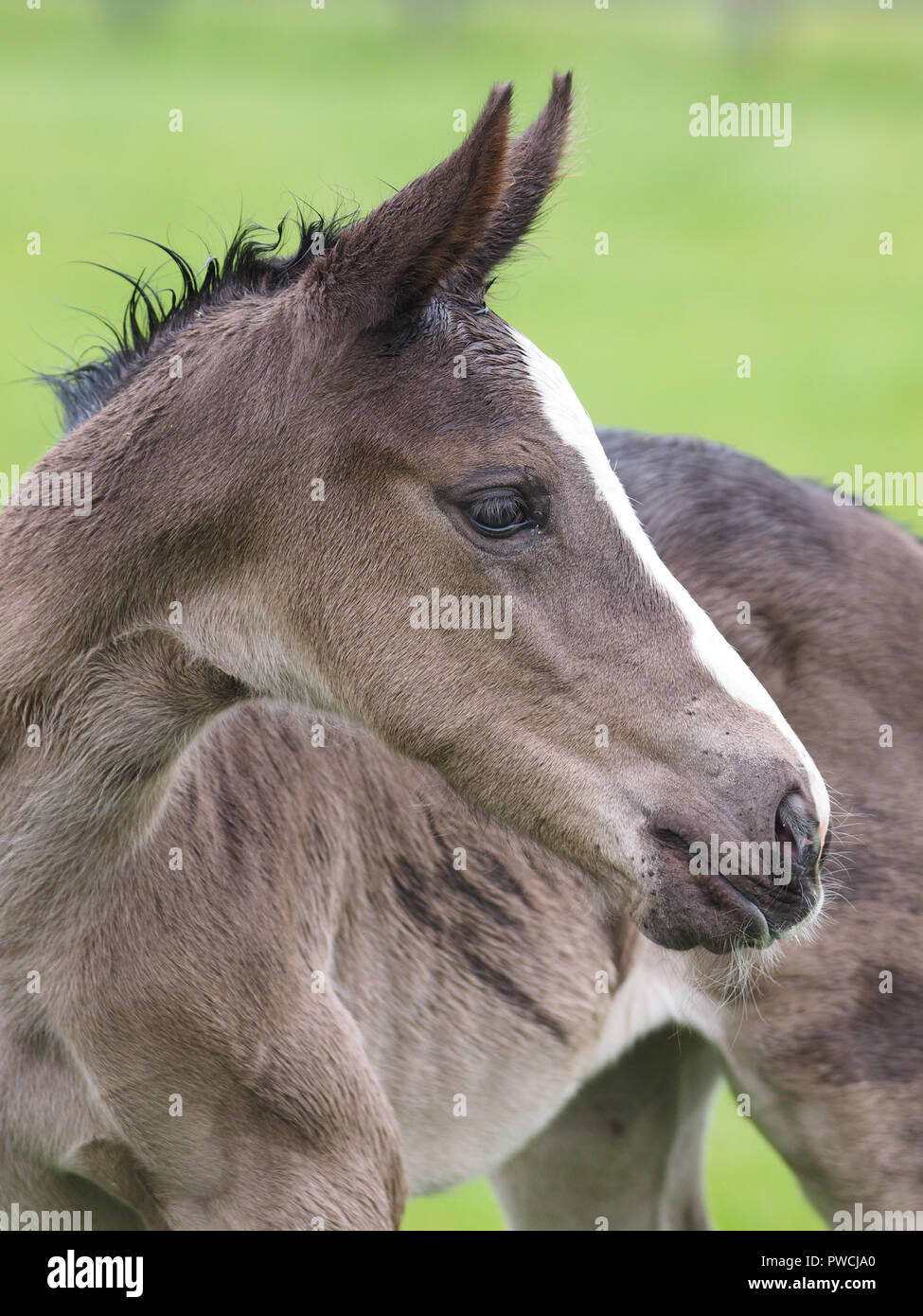 A head shot of a pretty foal Stock Photo - Alamy