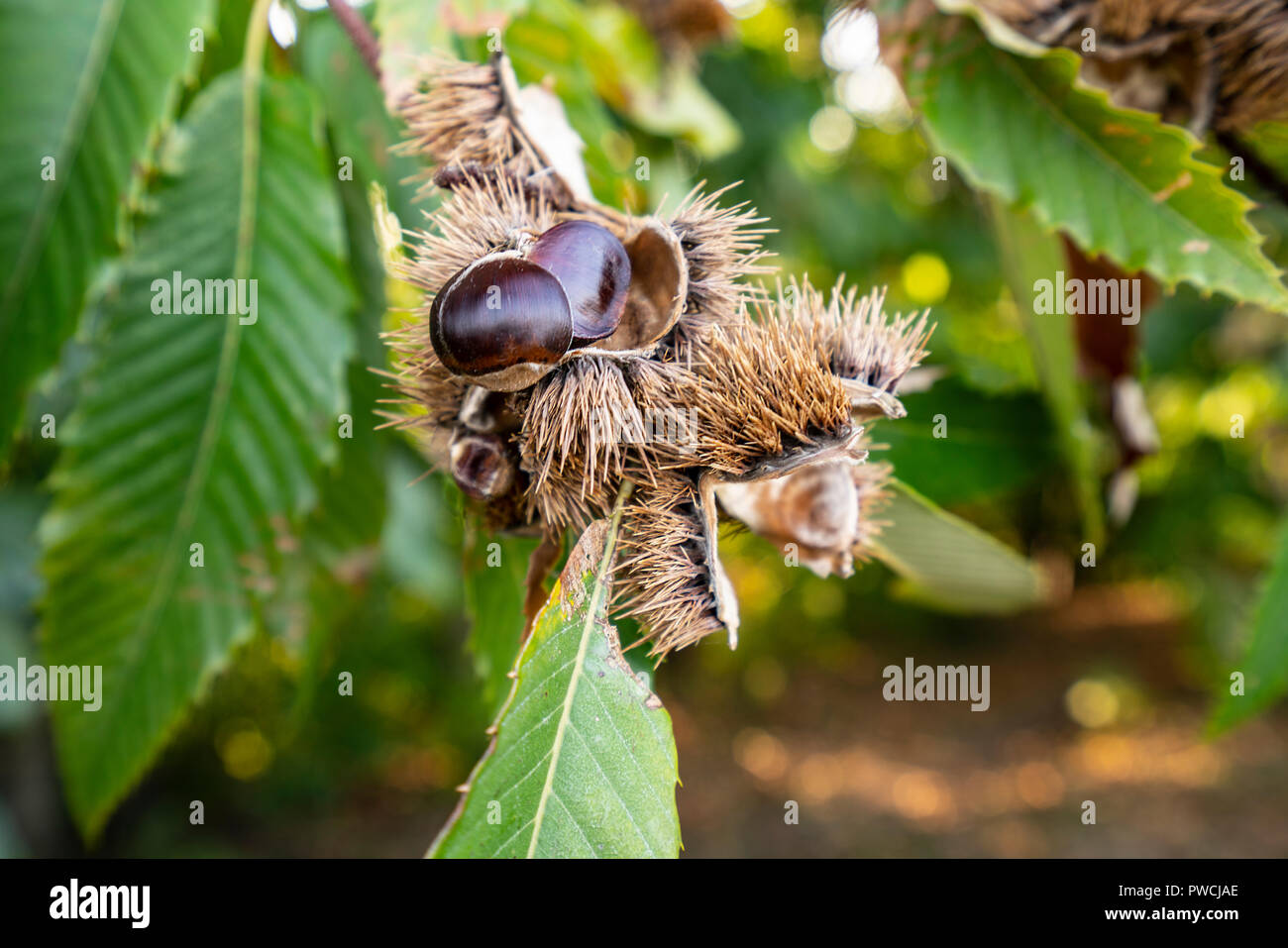 Big old chestnut tree hi-res stock photography and images - Alamy