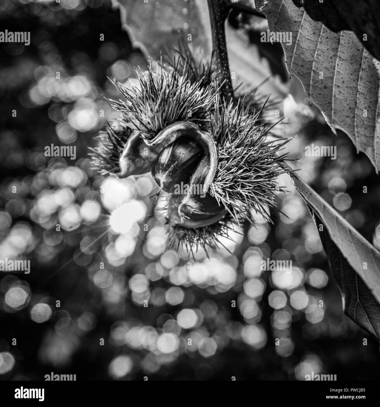 Autumn blue sky Black and White Stock Photos & Images - Alamy