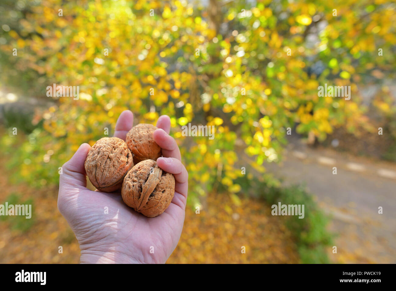 Walnuts in the palm hi-res stock photography and images - Alamy