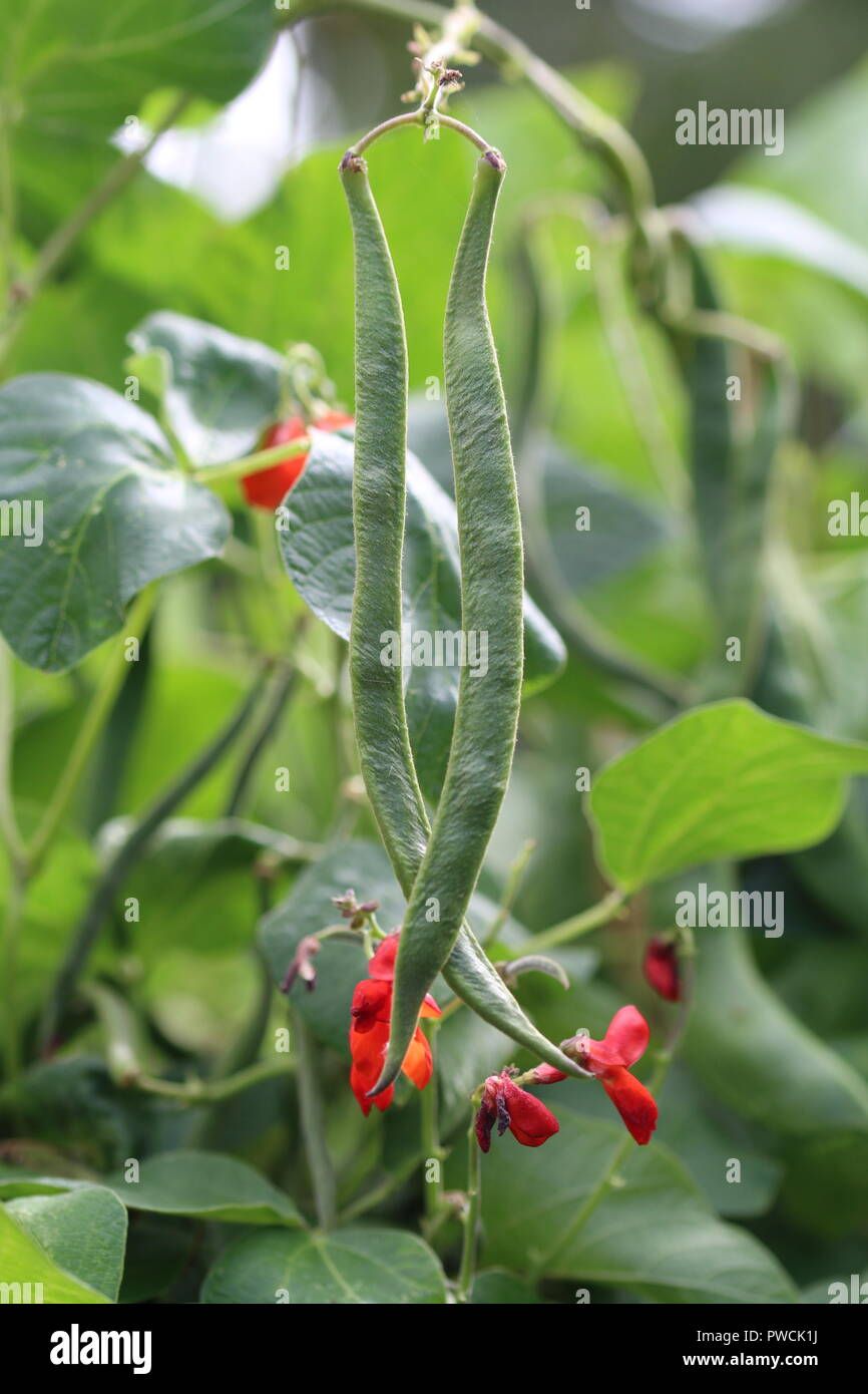 Runner beans ready to pick Stock Photo - Alamy
