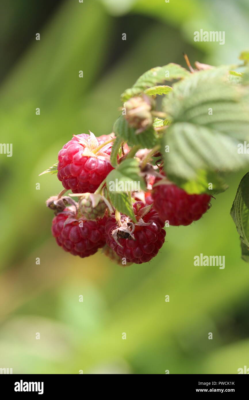 Raspberries ready for picking Stock Photo - Alamy