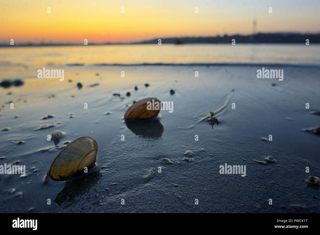 Open mussel shells on sand - Danube river Stock Photo - Alamy