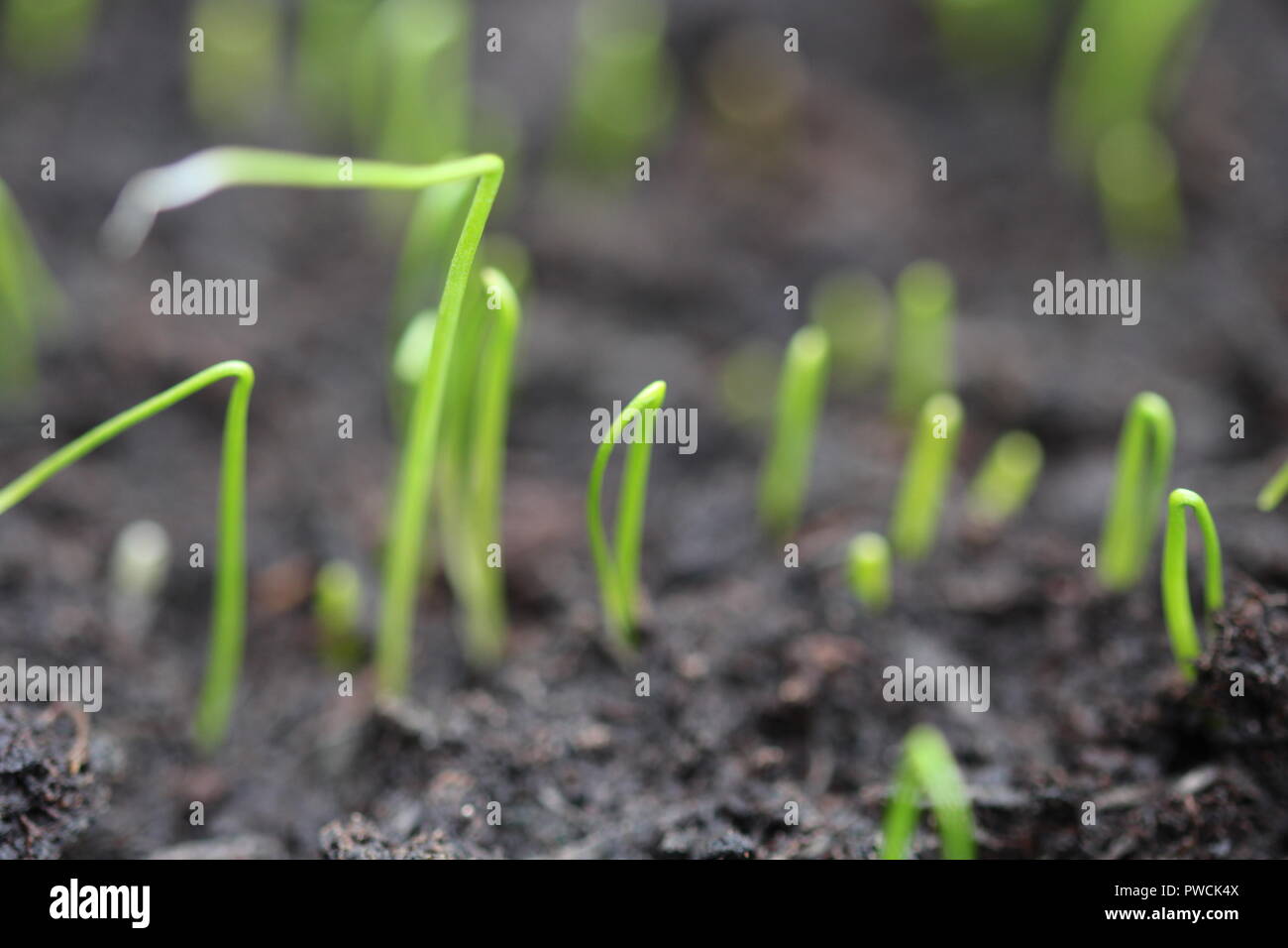 Leek seeds germination Stock Photo - Alamy