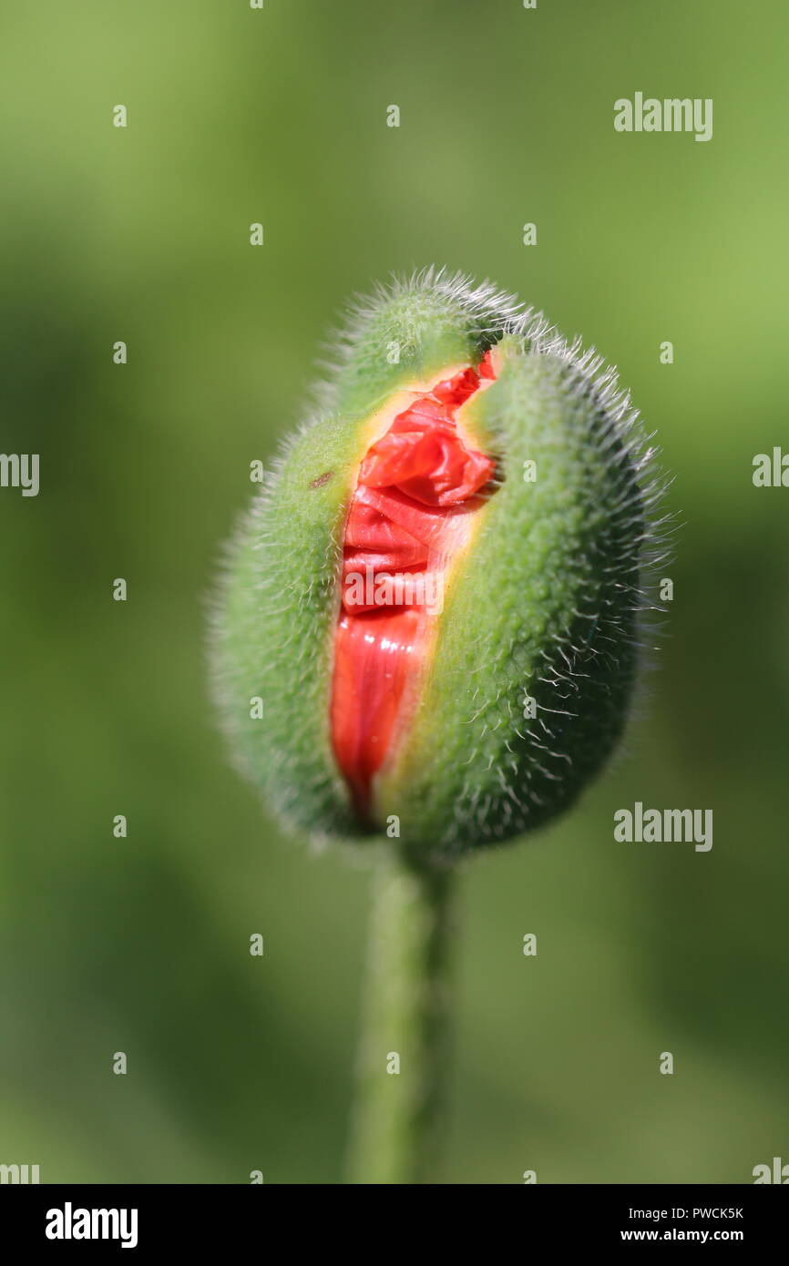 Poppy bud breaking into bloom Stock Photo - Alamy