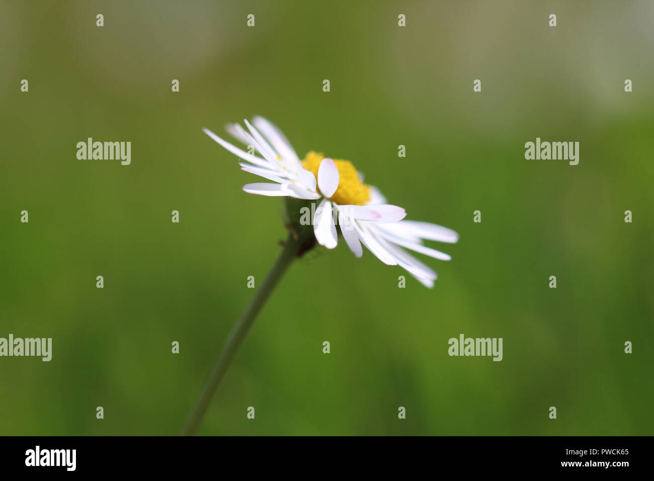 Single daisy in the summer sunshine Stock Photo - Alamy
