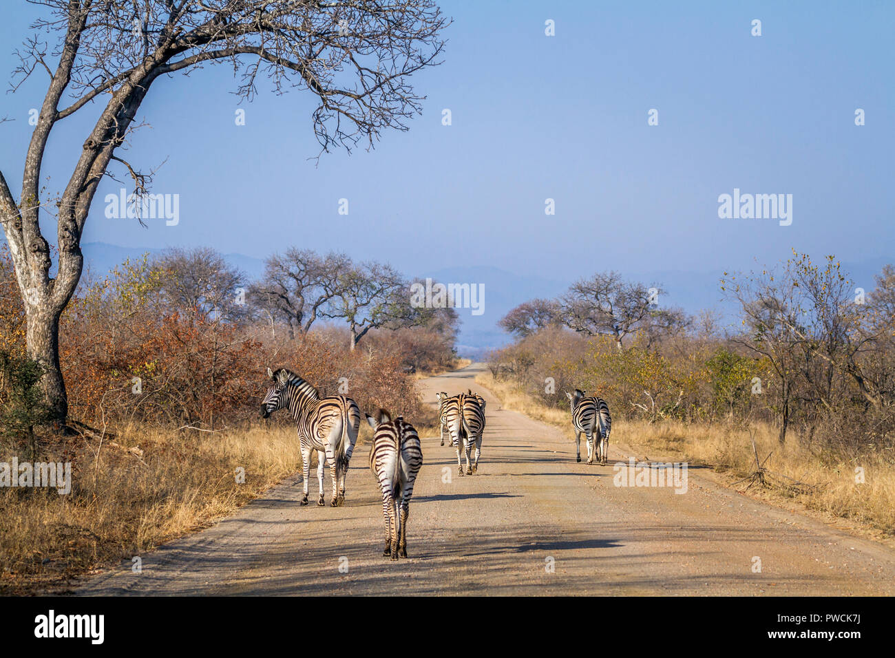 Zebra Rear View High Resolution Stock Photography and Images - Alamy