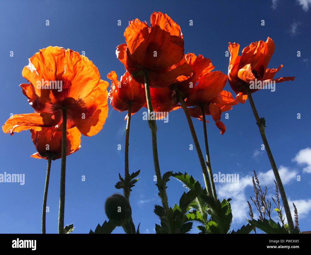 Poppies from below blue hi-res stock photography and images - Alamy