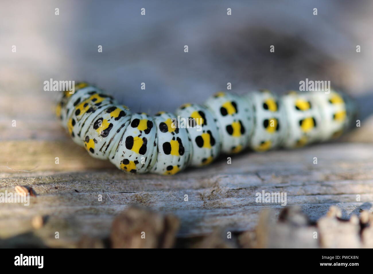 A patterned caterpillar Stock Photo - Alamy