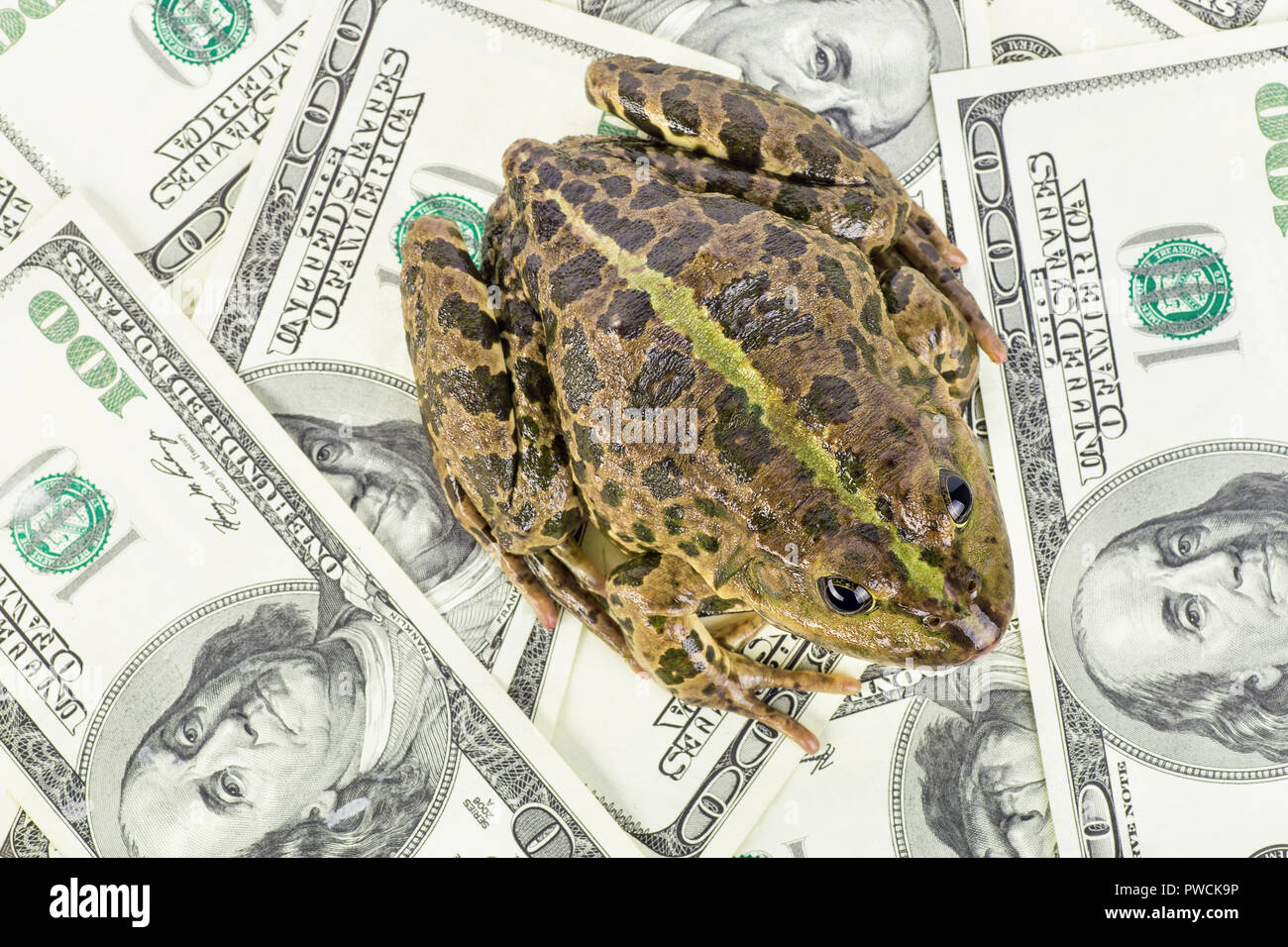 Feng shui money frog hi-res stock photography and images - Alamy