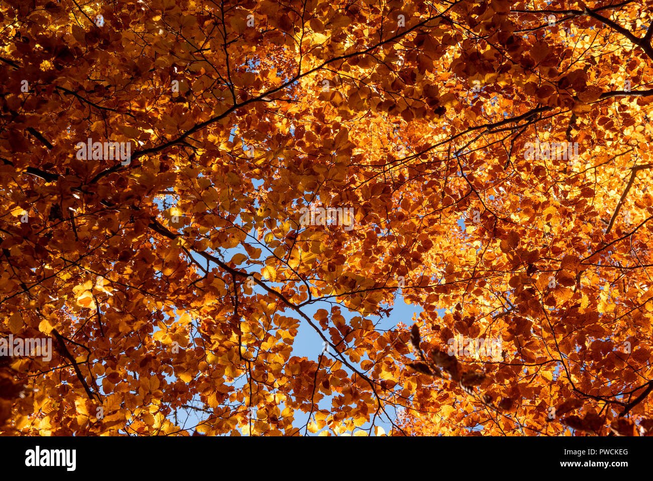 Autumn leaves with the blue sky background Stock Photo - Alamy