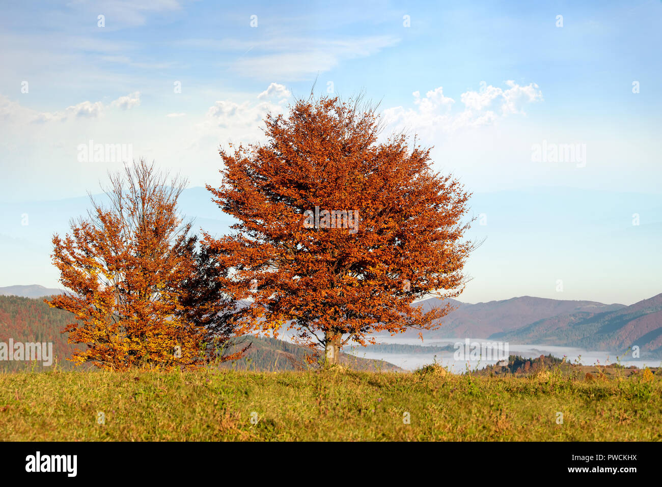 Beautiful landscape with magic autumn trees and fallen leaves in the ...