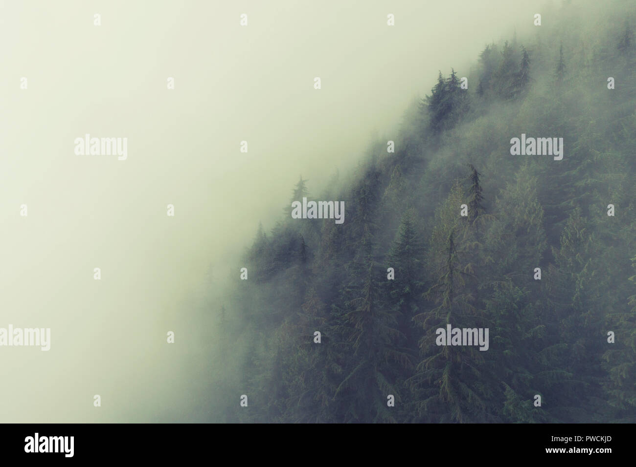 Misty forest scene with fog over pine trees Stock Photo - Alamy