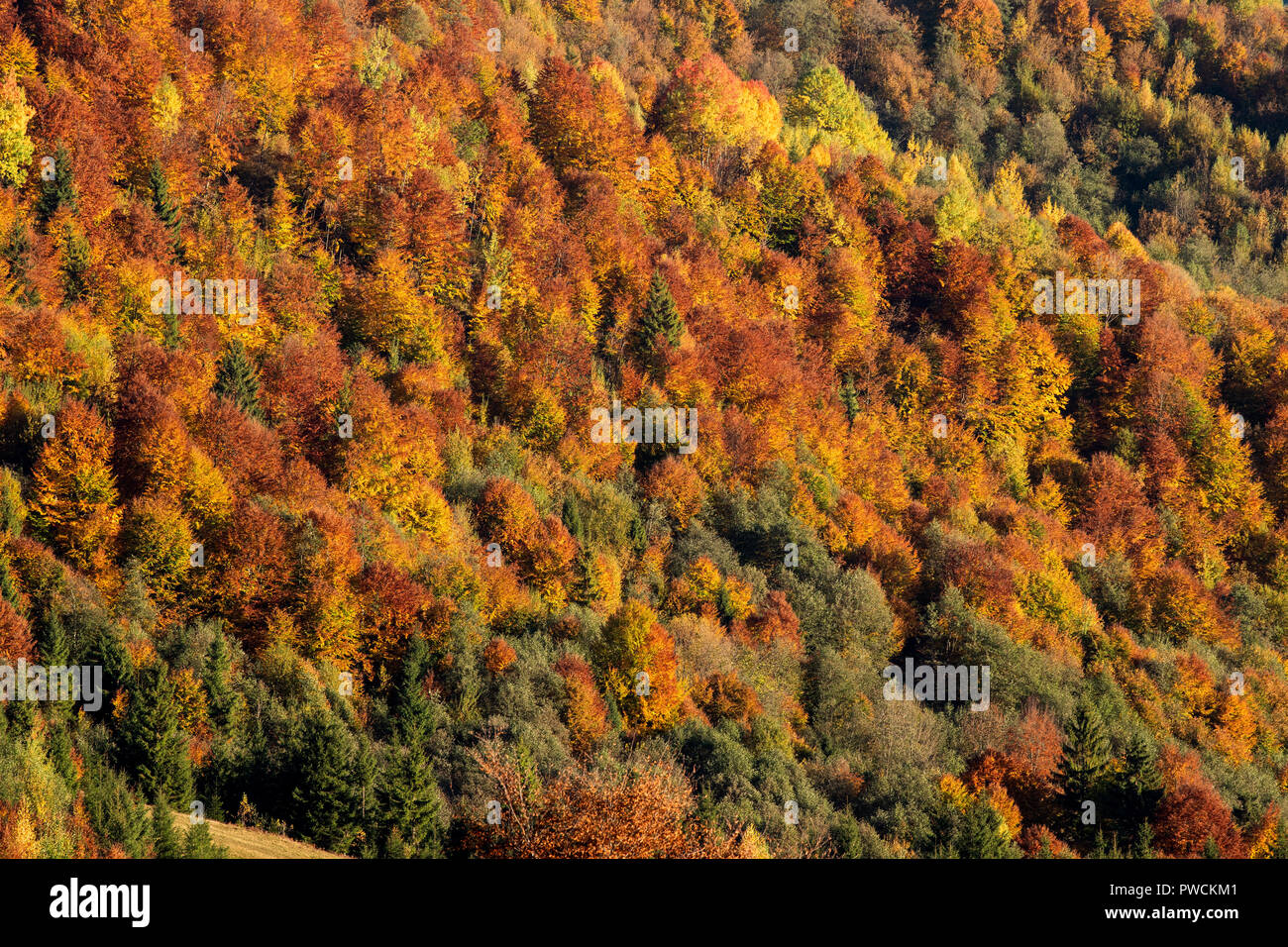 Fall mountain forest, autumn colorful trees texture background Stock ...