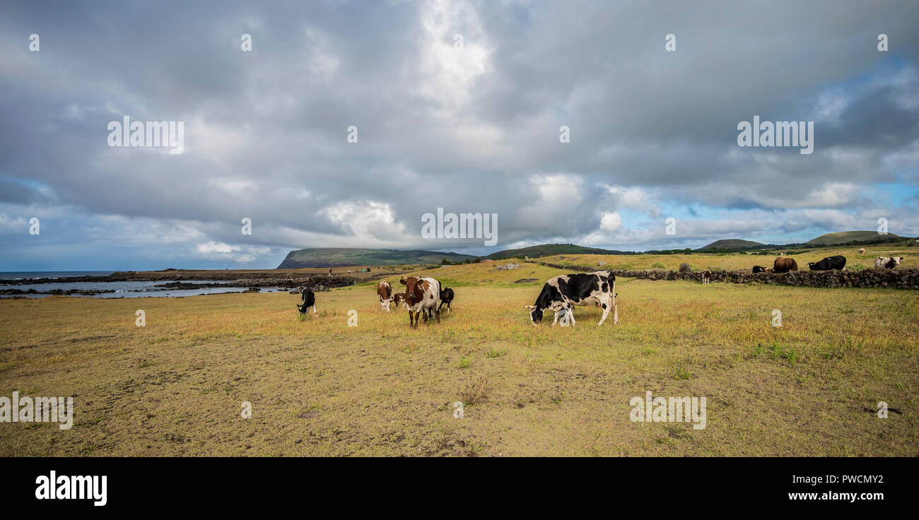 Easter cow hi-res stock photography and images - Alamy