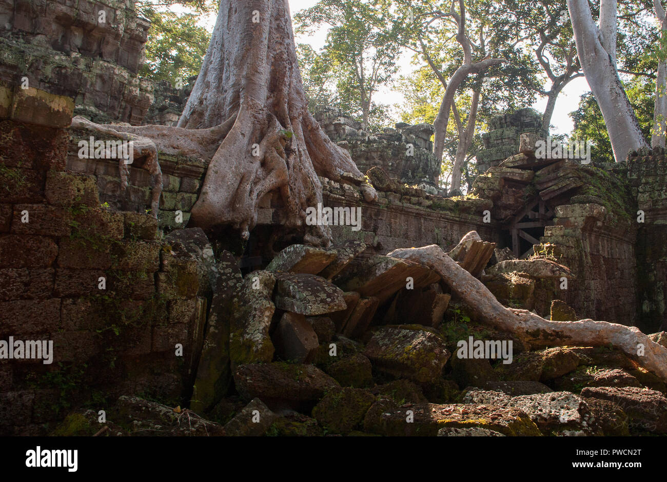 Fig tree growing on a temple ruin close to Angkor Wat in Cambodia Stock ...