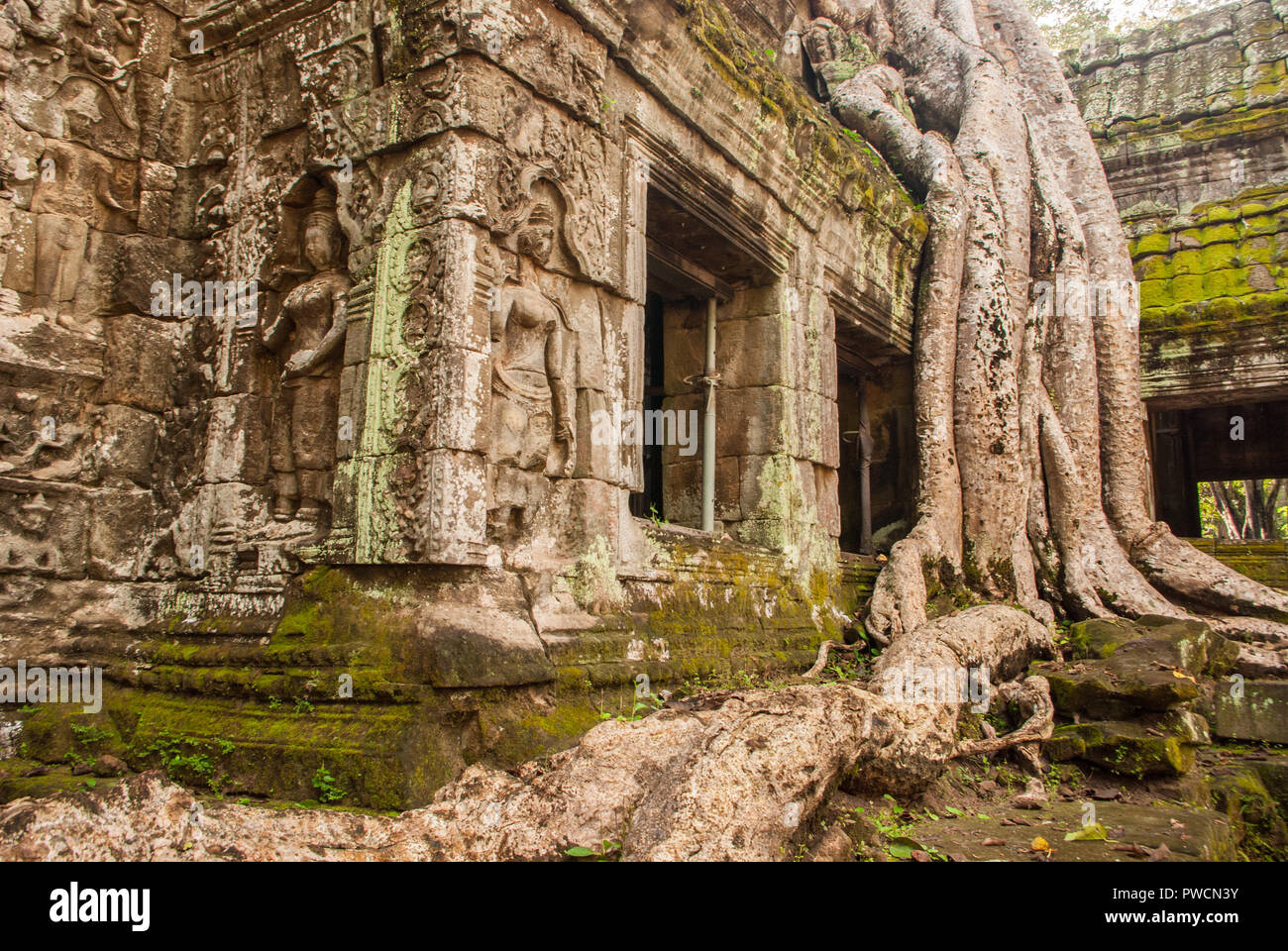 Fig tree growing on a temple ruin close to Angkor Wat in Cambodia Stock ...