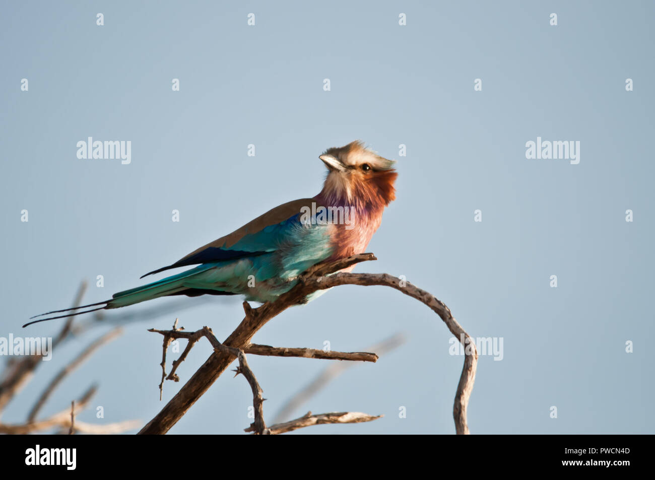Troupant Bird on a branch Stock Photo - Alamy