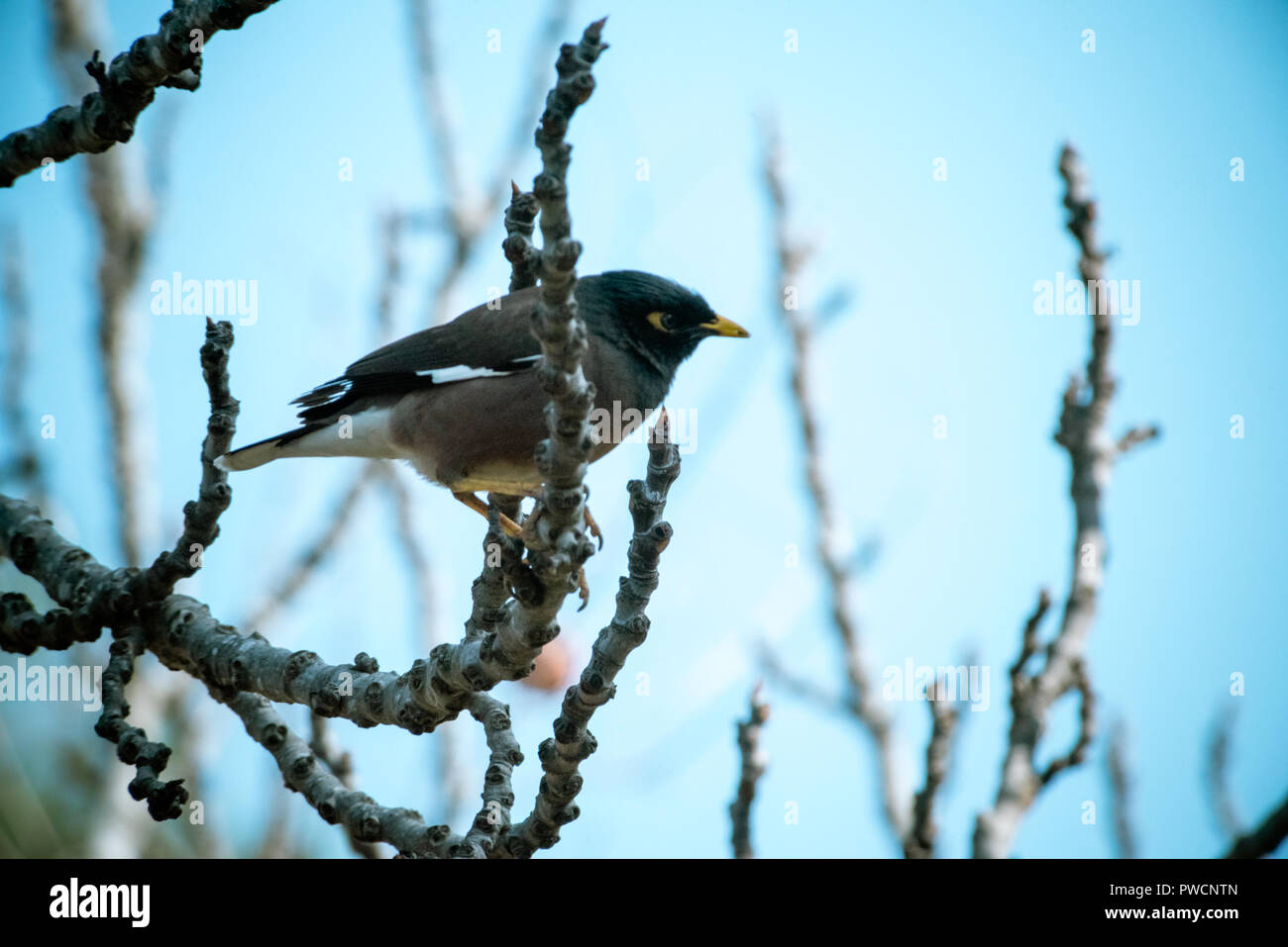 Beautiful Bird fly Free in Sky like an Eagle or dove or crow wing ...