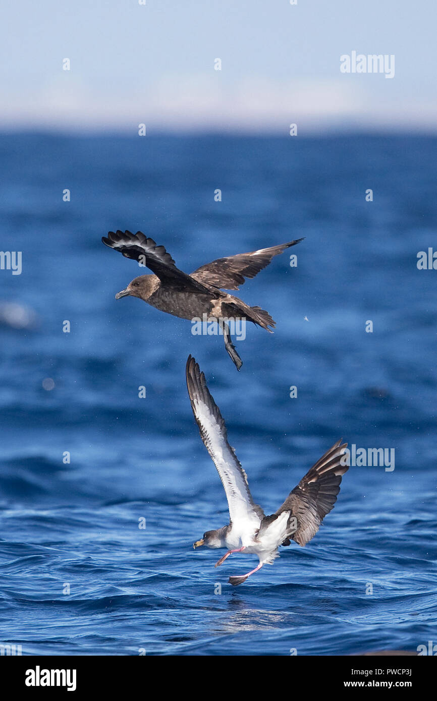 Great Skua (Stercorarius skua Stock Photo - Alamy